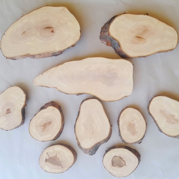 Cypress Knees - Etsy