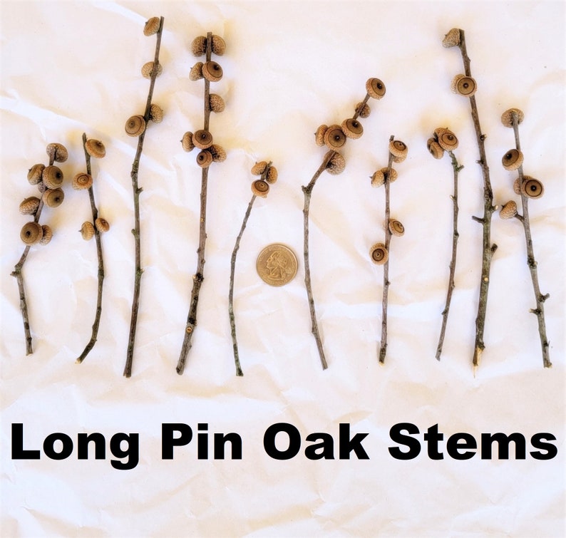 Dried Acorn Stems: Texas Oak Tree Harvest, Craft Supplies - Etsy