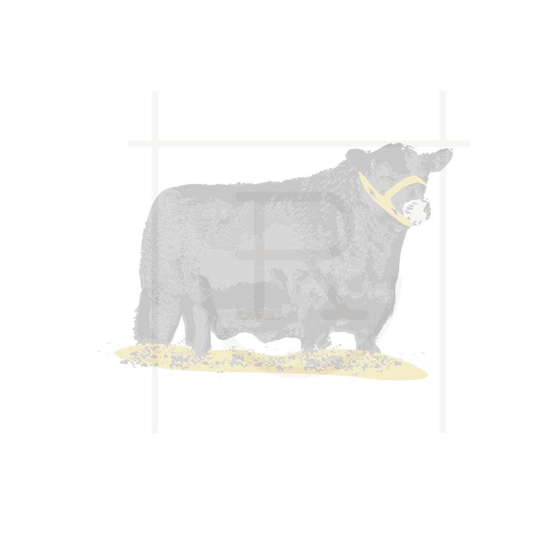 Commercial Use Vintage Angus Bull Graphic // Livestock Clipart ...