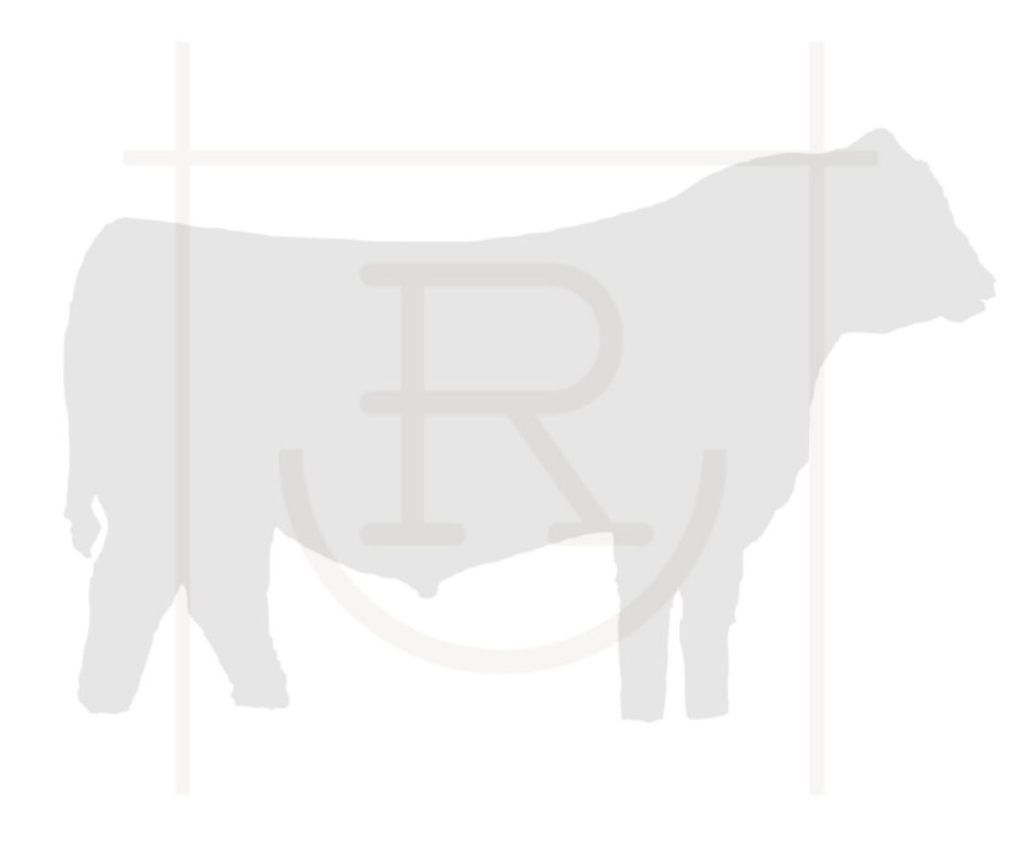 Personal Use Angus Bull Clipart // Bull Graphic // Instant | Etsy