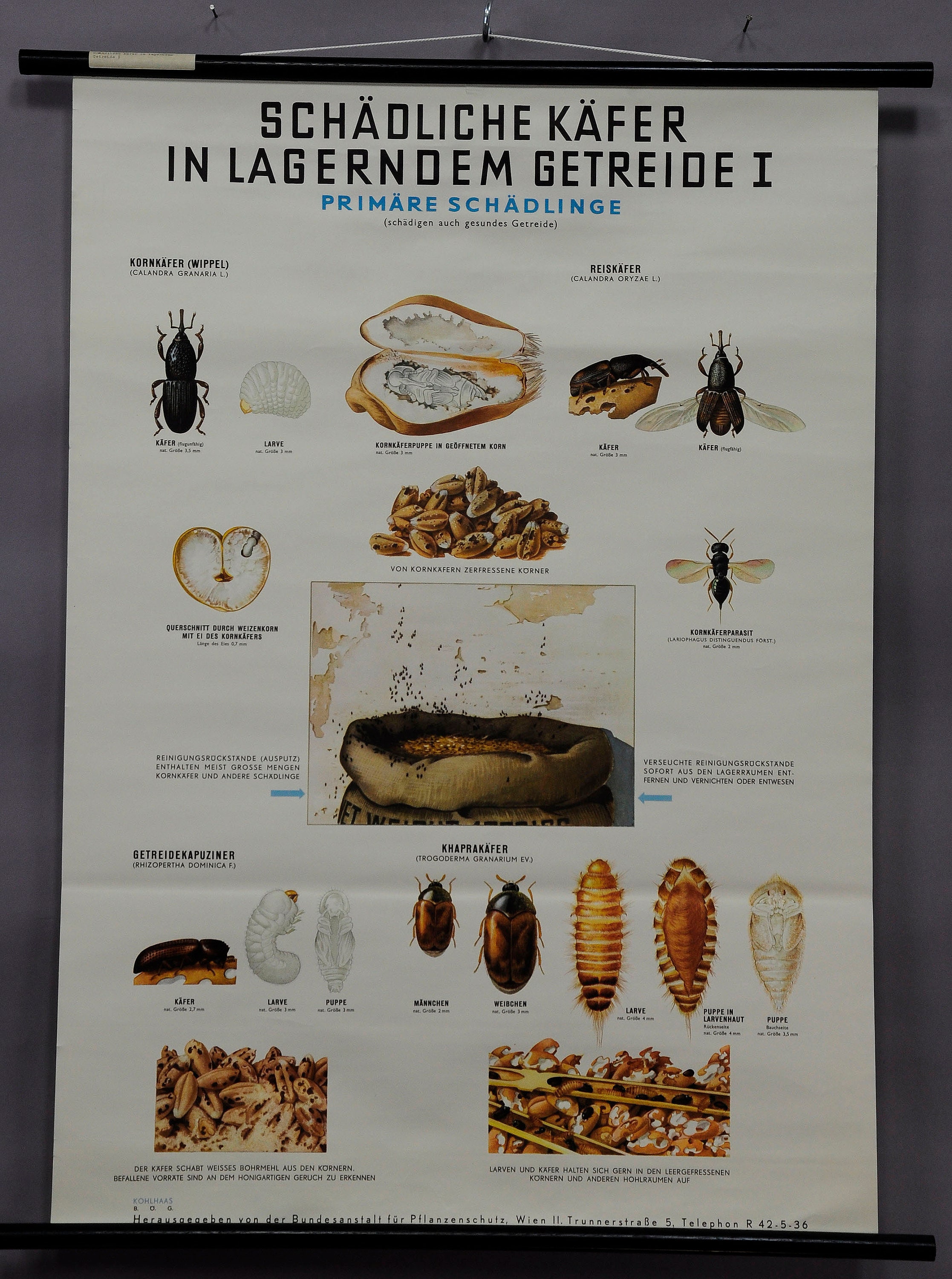 Vintage Poster Rollable Wall Chart Adverse Noxious Bugs Pests Grain ...