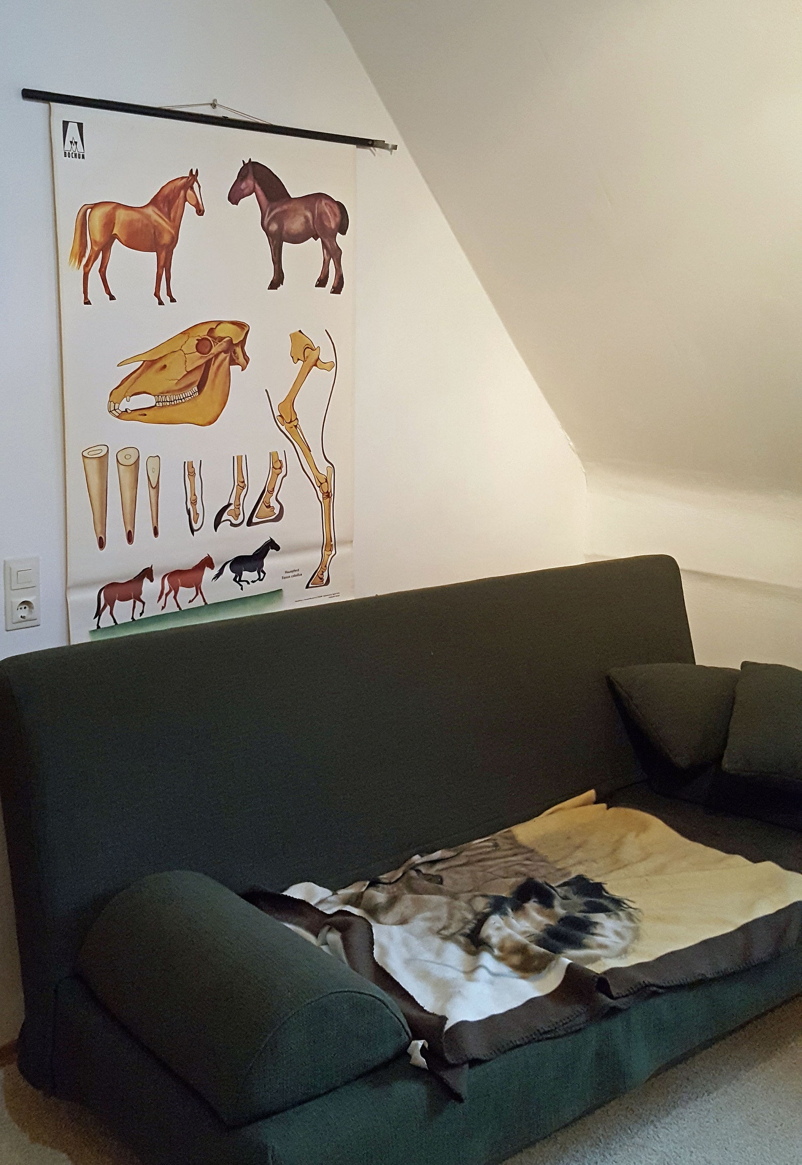 Vintage Wall Chart Poster, Animals, House Horse, Equus Caballus ...