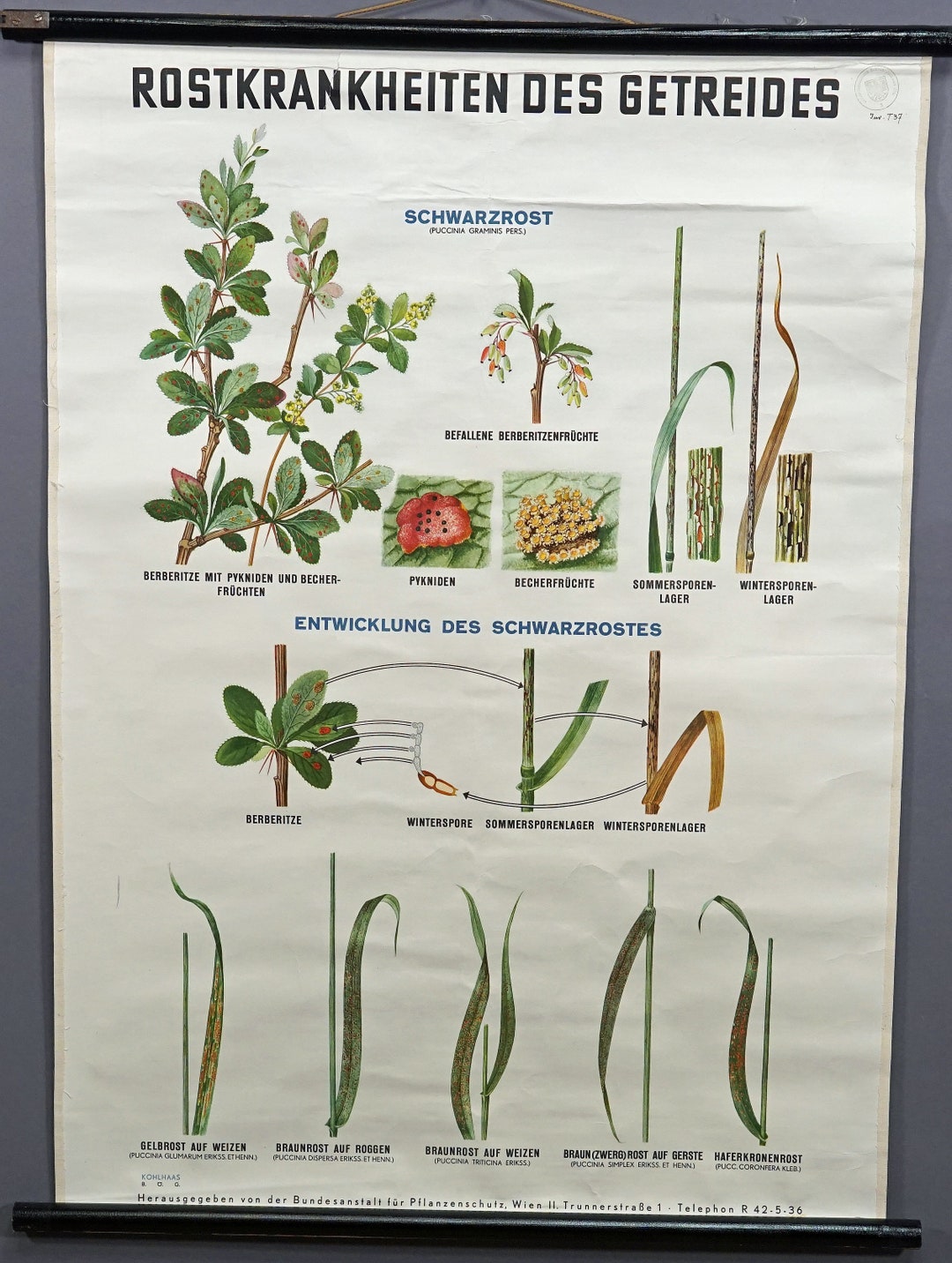 Vintage Botanical Mural Rollable Wall Chart Rust Diseases of Cereals - Etsy