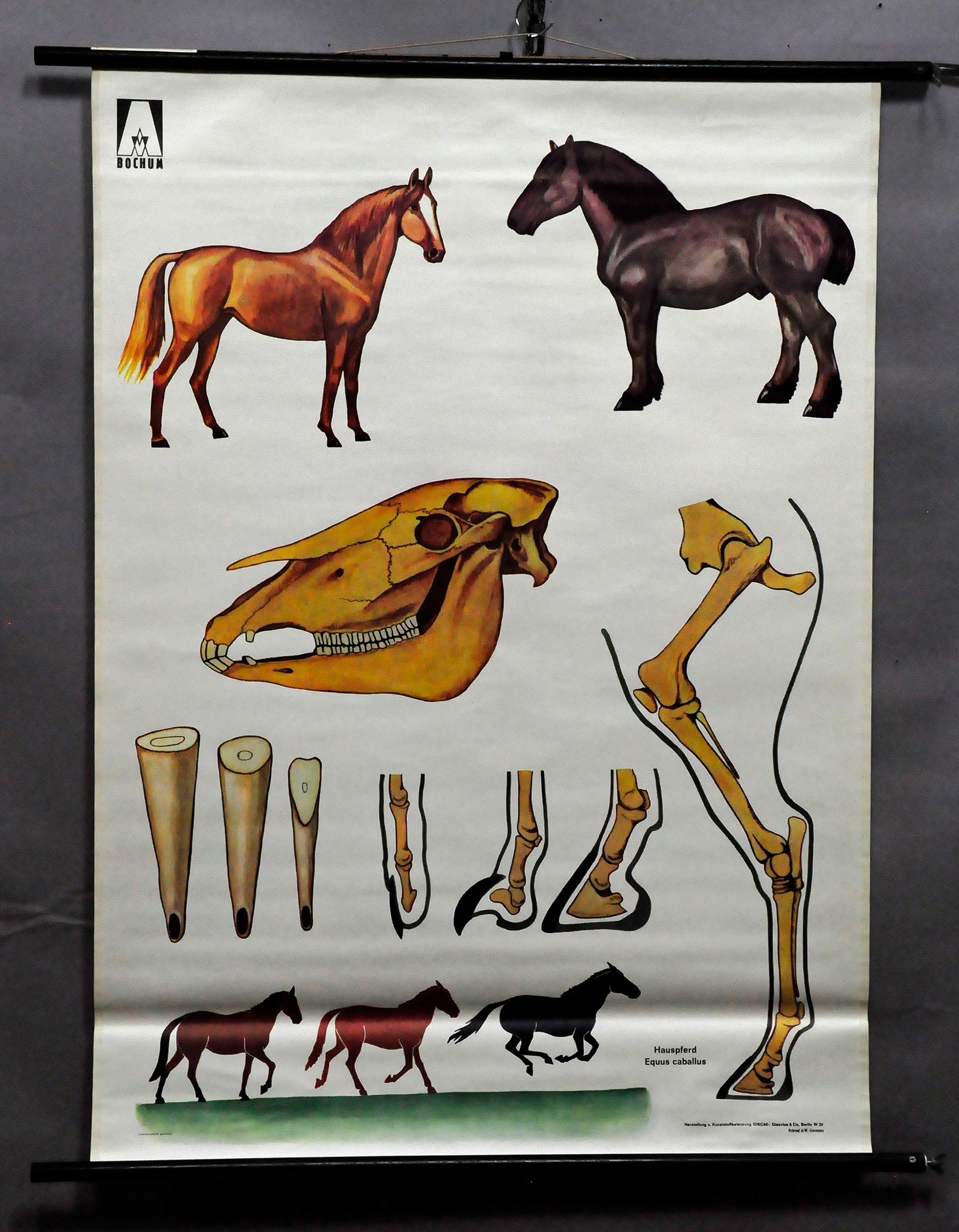 Vintage Wall Chart Poster, Animals, House Horse, Equus Caballus ...