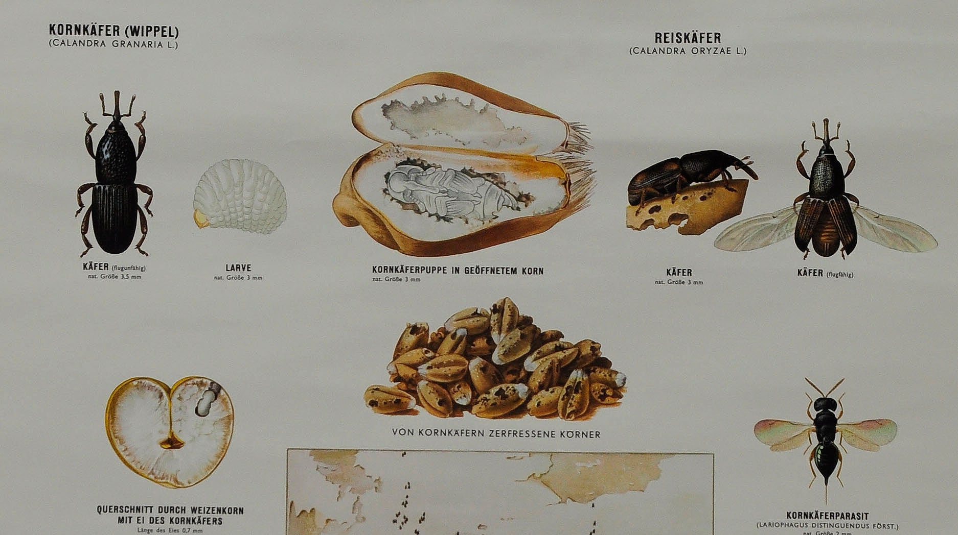 Vintage Poster Rollable Wall Chart Adverse Noxious Bugs Pests Grain ...