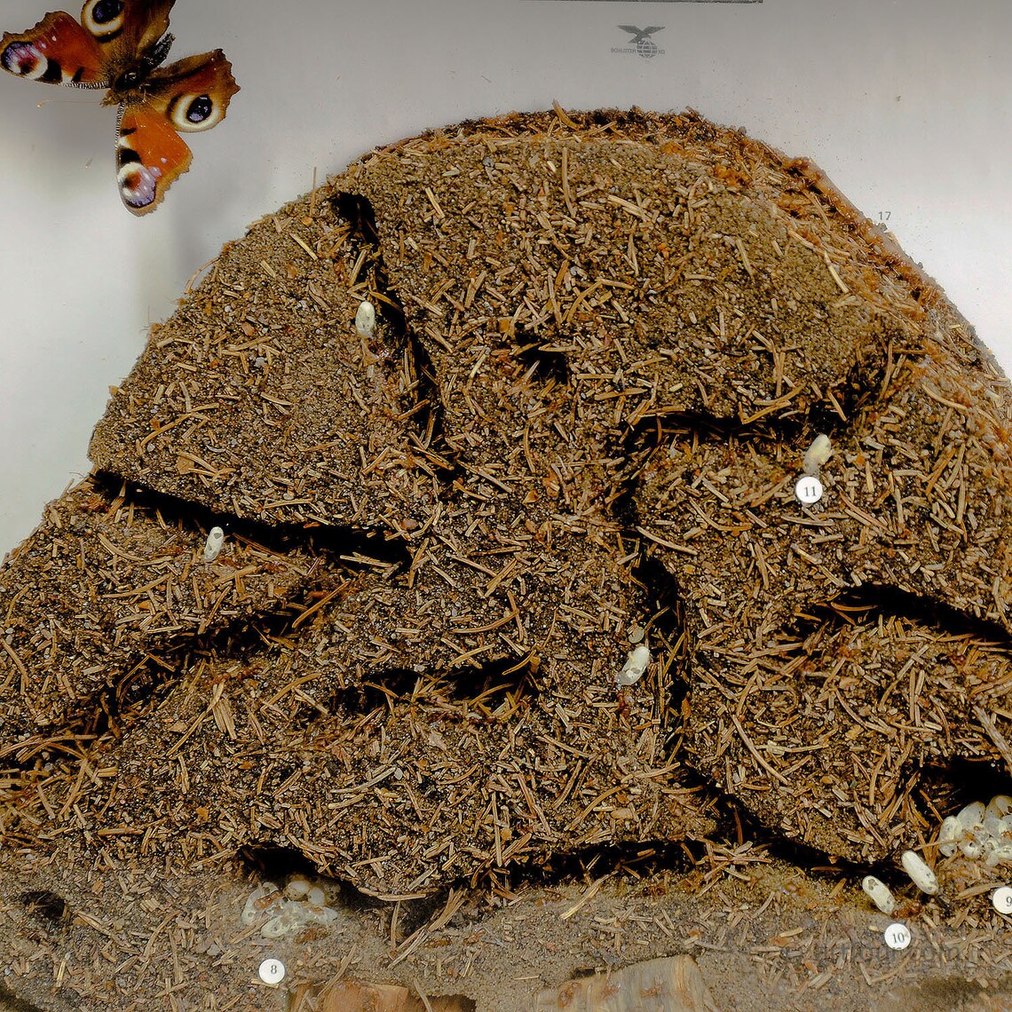 School Teaching Display Anthill of the Red Wood Ant - Etsy