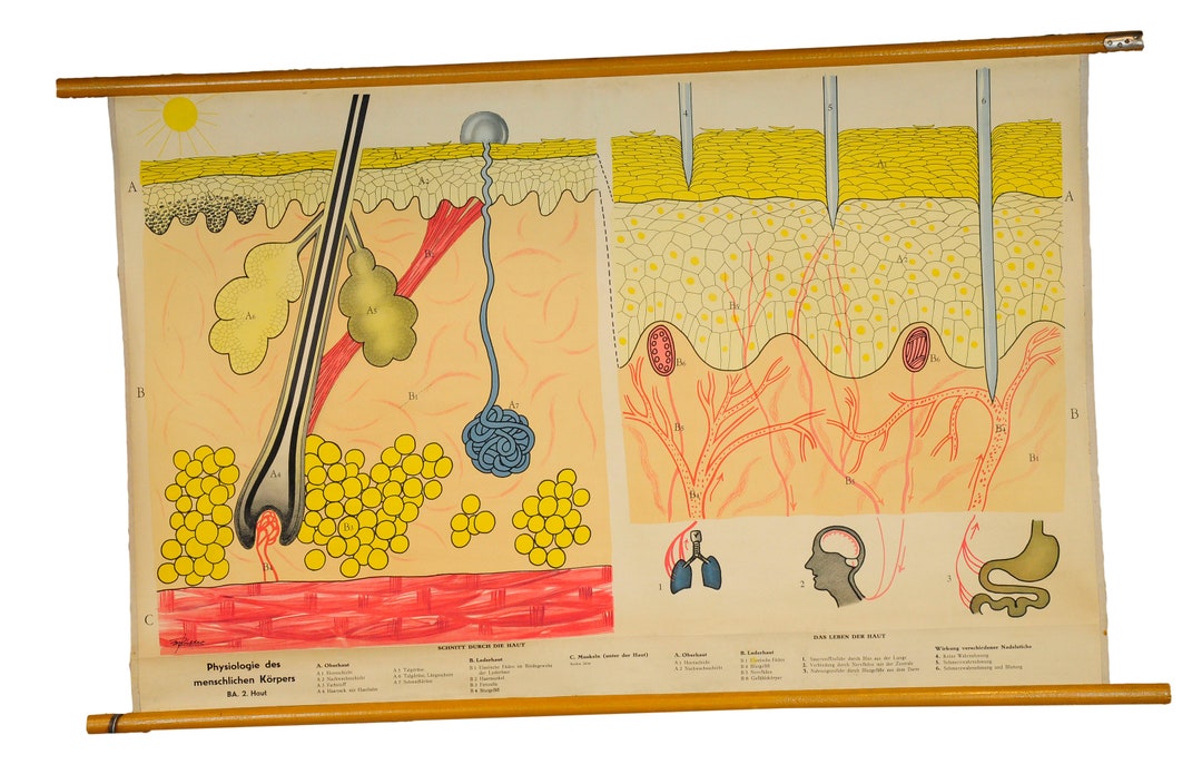 Traditional Rollable Wall Chart Poster Medicine Skin Derma - Etsy