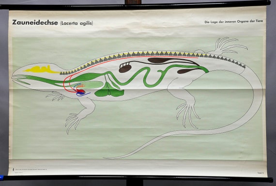 Anatomical Animal Wall Chart Mural Overview of the Viscerals - Etsy Ireland