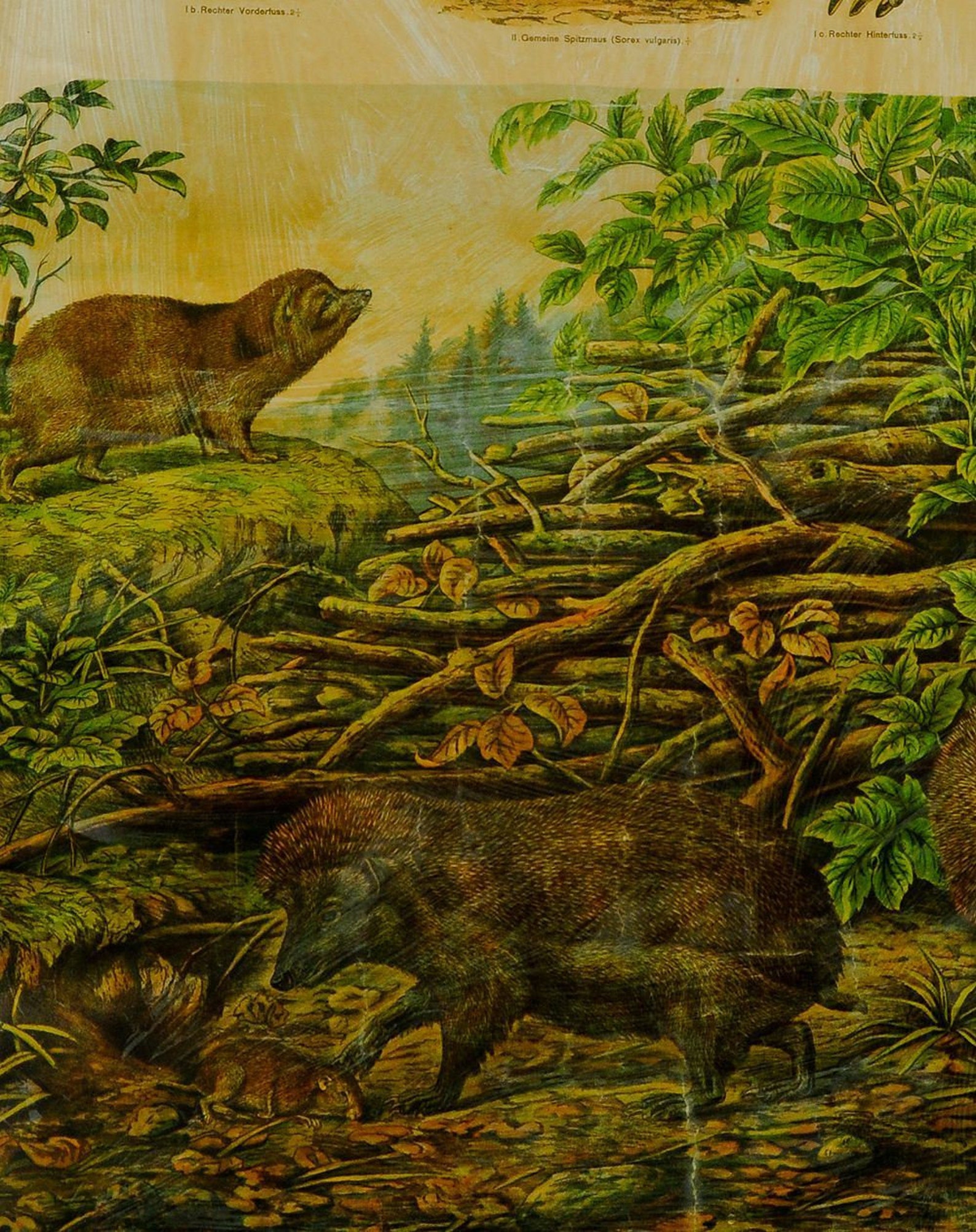 Antique Pull-down Wall Chart Scenery With Hedgehogs Anatomical - Etsy