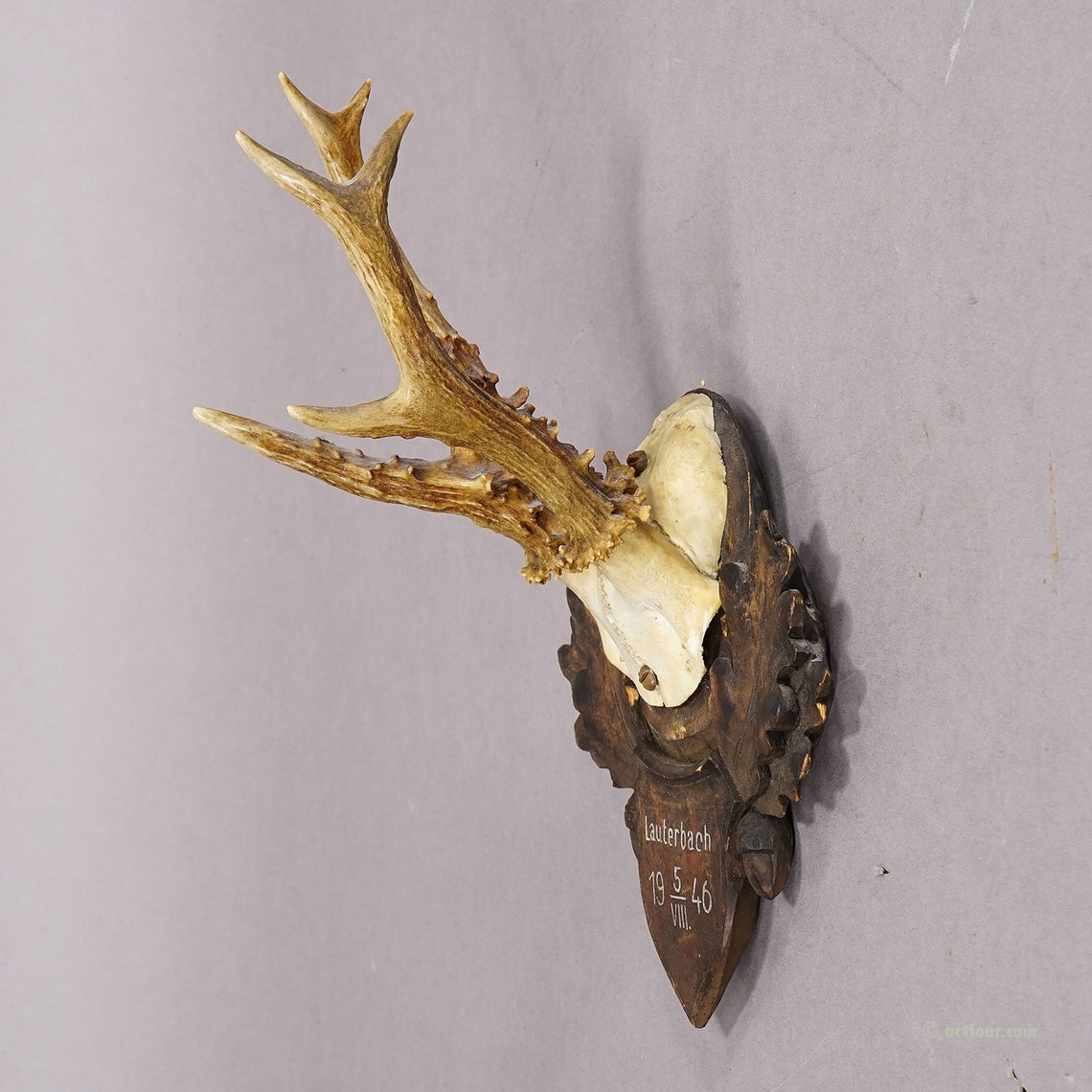 Great Roe Deer Trophy Mount on Wooden Carved Plaque Ca. 1946 - Etsy