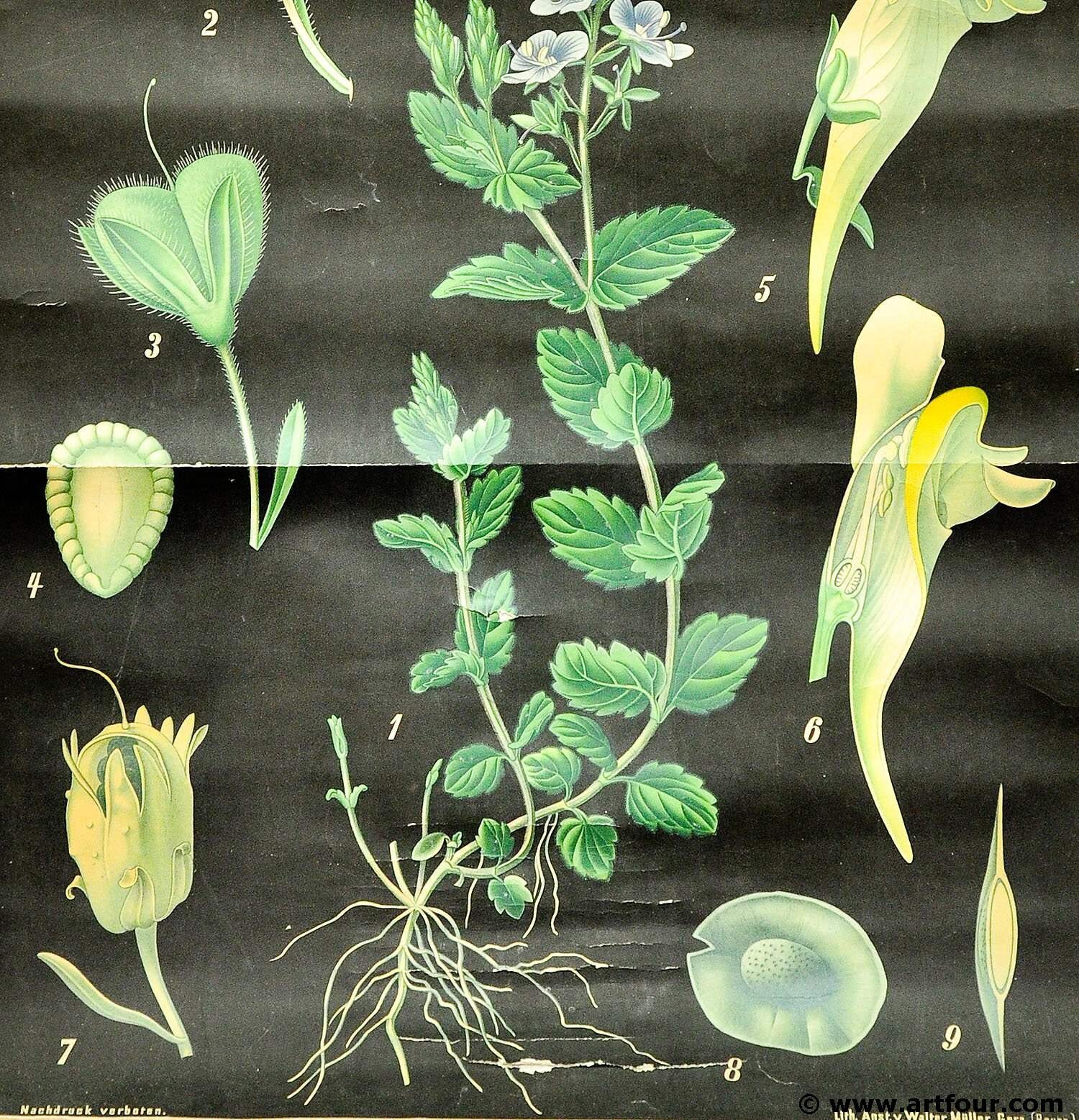Antique Pull-down Wall Chart Image Life Cycle of the Speedwell Flora ...