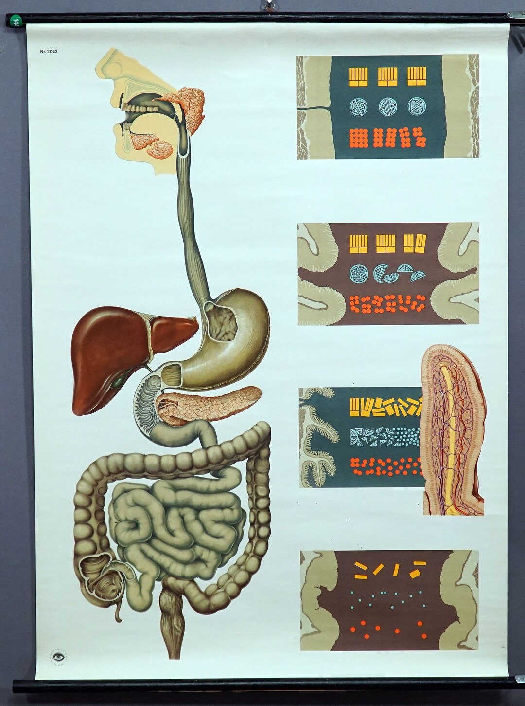 Human Digestion Medical Rollable Poster Vintage Wallchart - Etsy