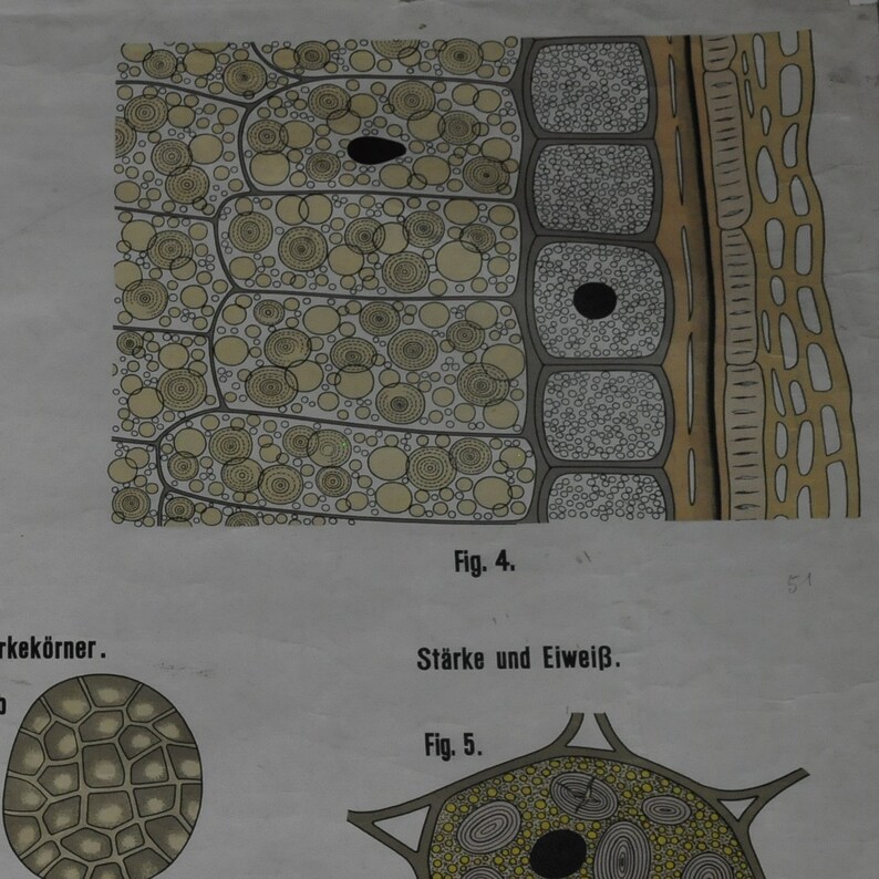 Old Teaching Chart Components of a Cell Cell Products Science - Etsy