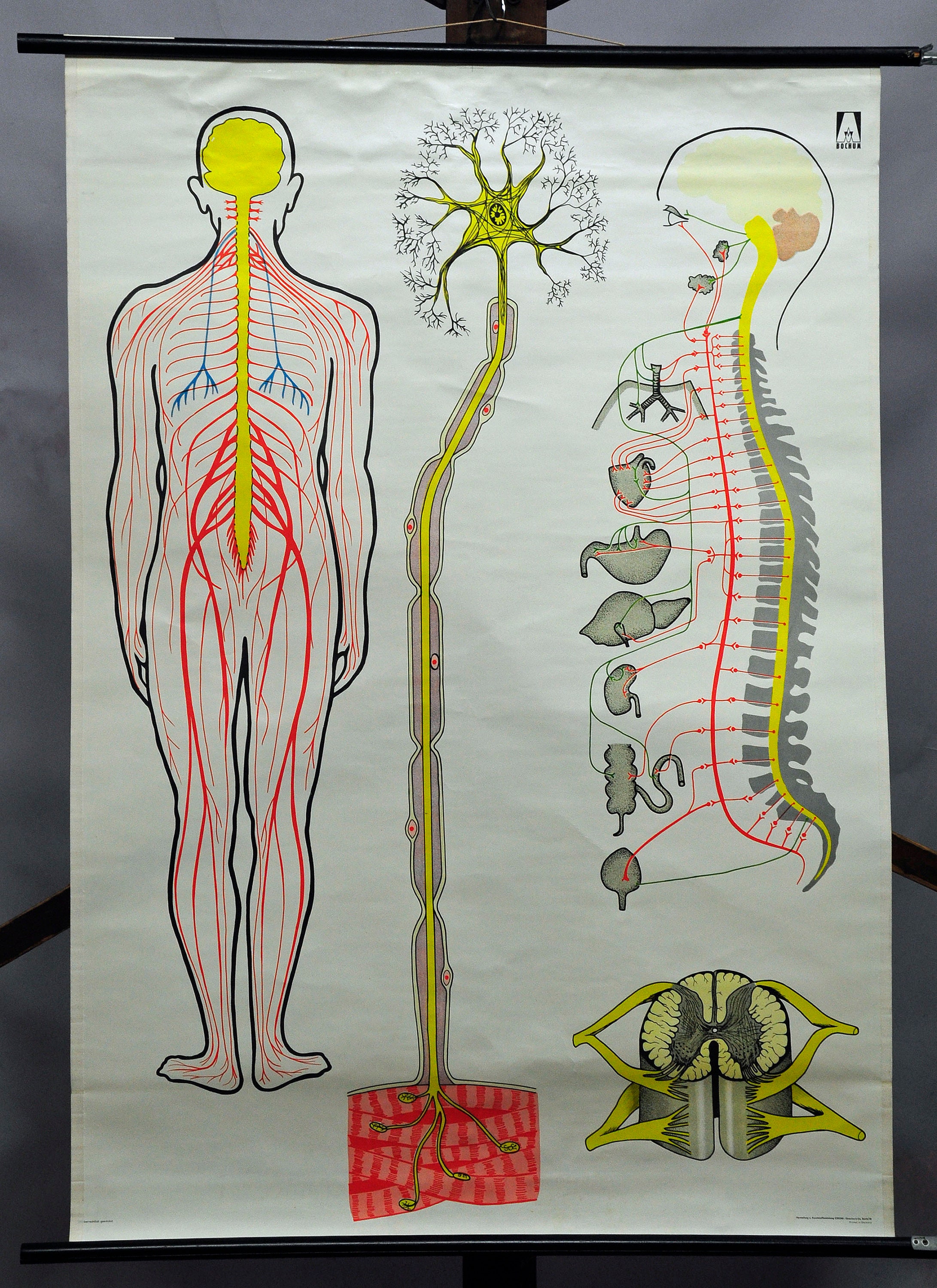 Vintage Rollable Wall Chart Medicine Waiting Room Human - Etsy