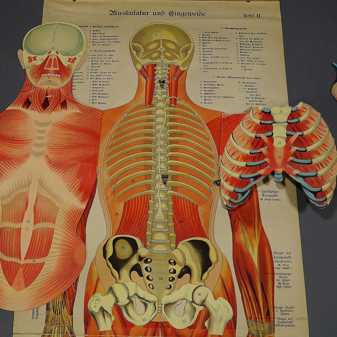 Antique Foldable Anatomical Wall Chart Depicting Human Musculature - Etsy