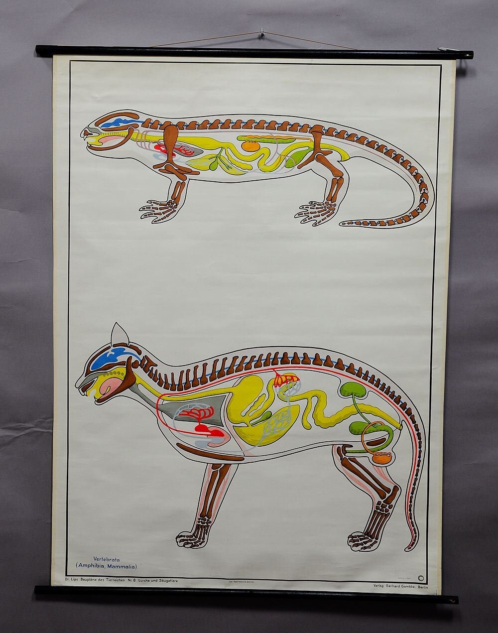 Vintage Rollable Wall Chart Anatomy of Vertebrates Lurch Cat - Etsy