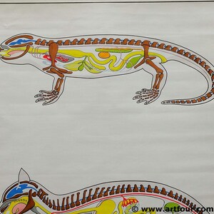 Vintage Rollable Wall Chart Anatomy of Vertebrates Lurch Cat - Etsy