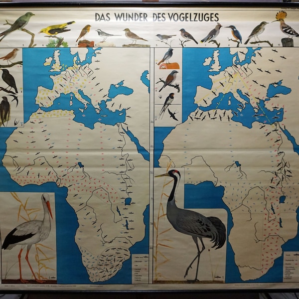 Bird Migration Poster - Etsy
