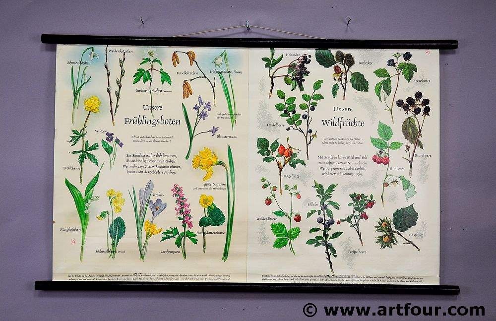 Vintage Botanical Rollable Wall Chart Herald of Spring Wild Fruits With ...