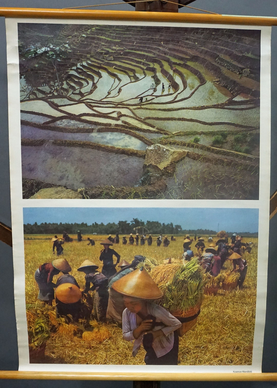 Rollable Vintage Wallchart Poster Rice Cultivation on Java - Etsy