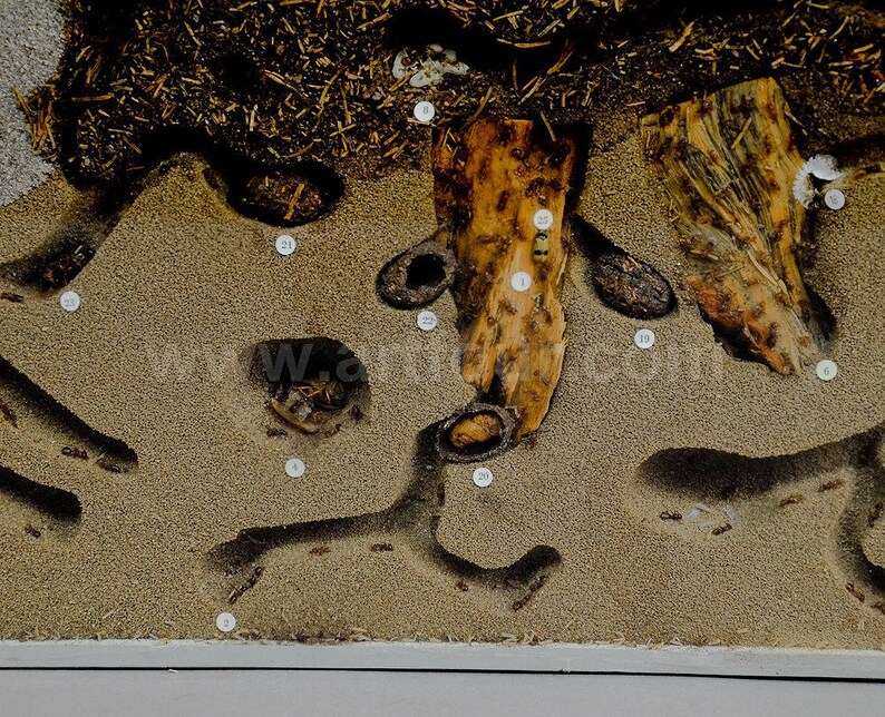 School Teaching Display Anthill of the Red Wood Ant | Etsy