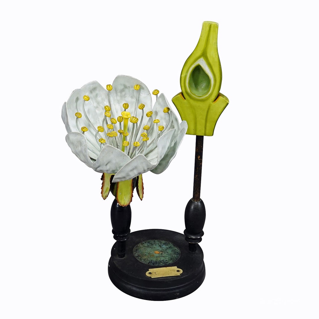 19th Century Botanic Model by Robert Brendel Cherry Blossom - Etsy