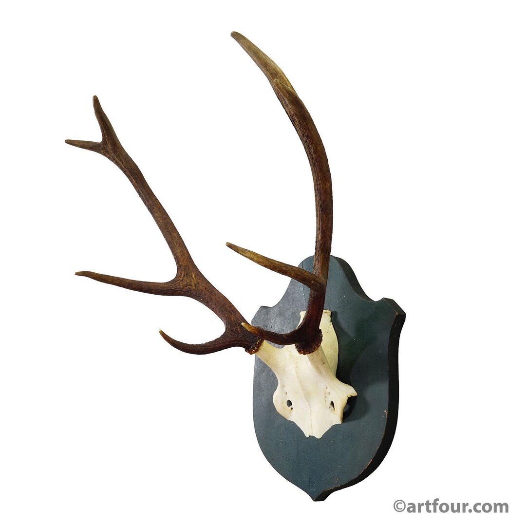 Large Black Forest 8 Pointer Red Deer Trophy on Wooden Plaque Ca.1920 ...