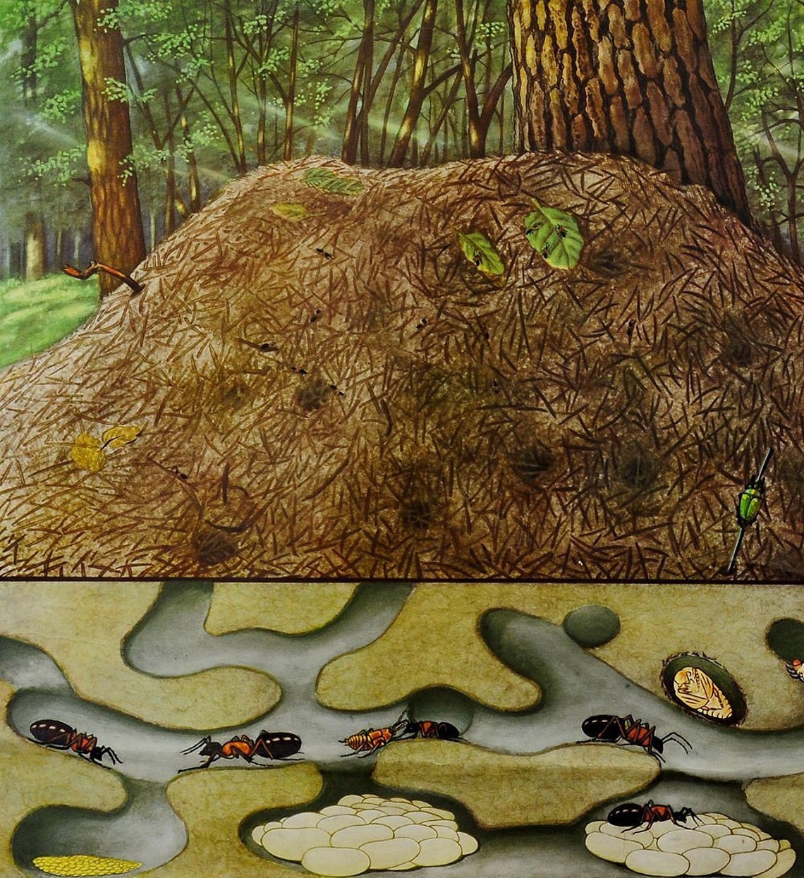 Vintage Poster Pull-downwall Chart Anthill Illustration Inside View ...