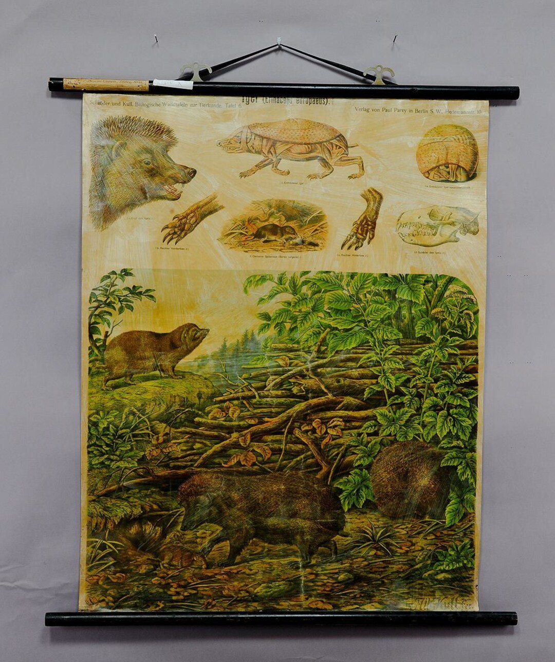 Antique Pull-down Wall Chart Scenery With Hedgehogs Anatomical - Etsy