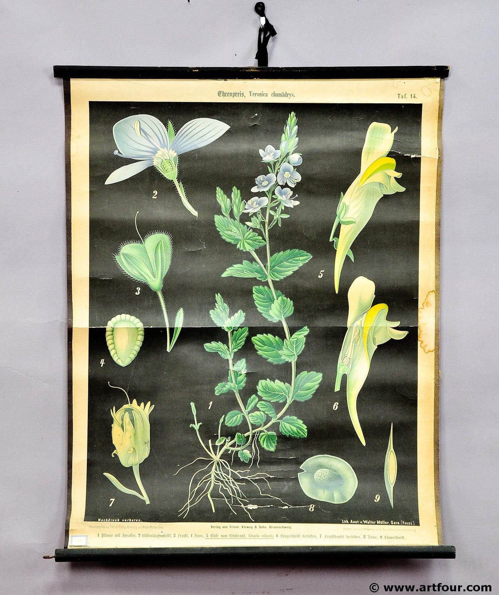 Antique Pull-down Wall Chart Image Life Cycle of the Speedwell Flora ...