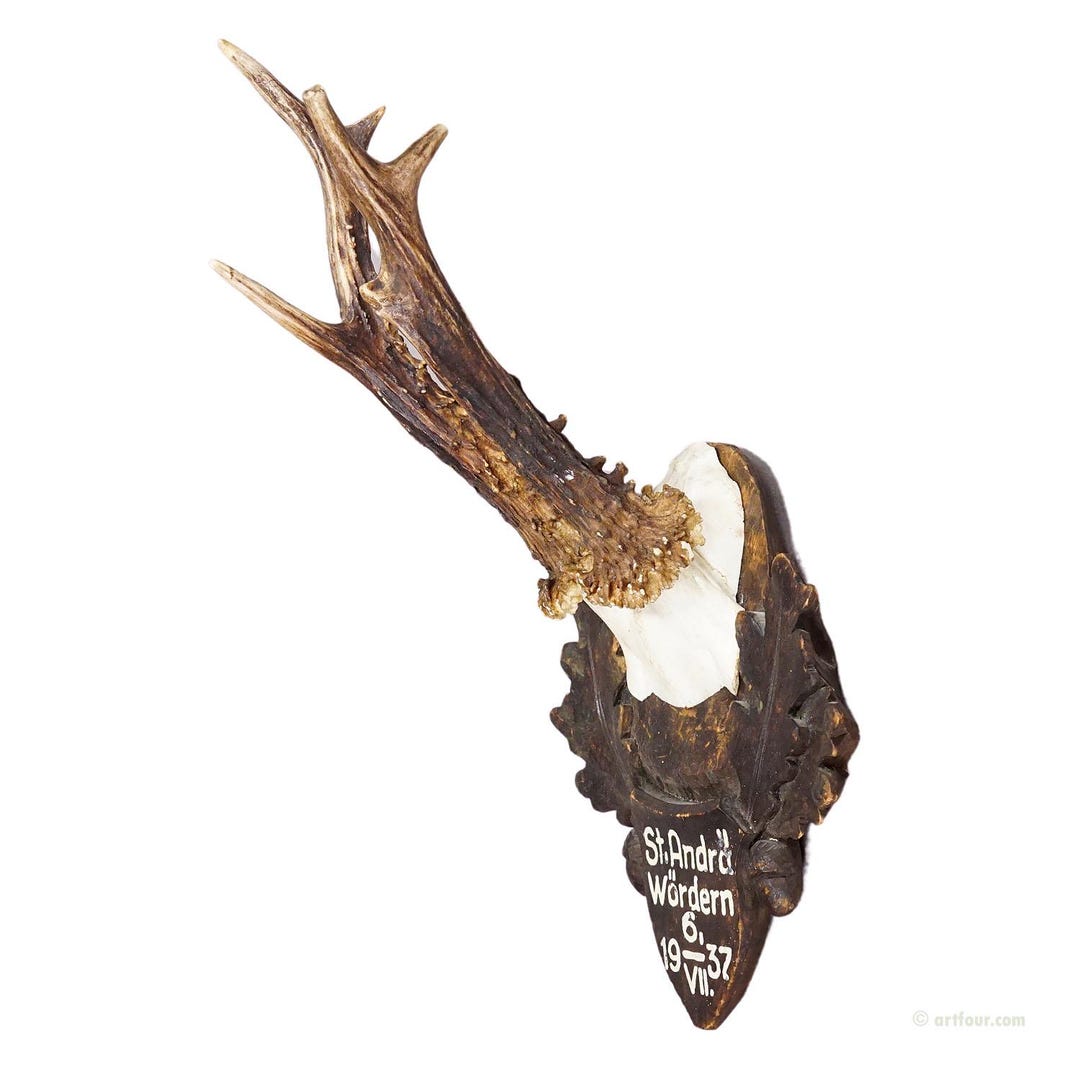 Great Roe Deer Trophy Mount on Wooden Carved Plaque 1937 - Etsy