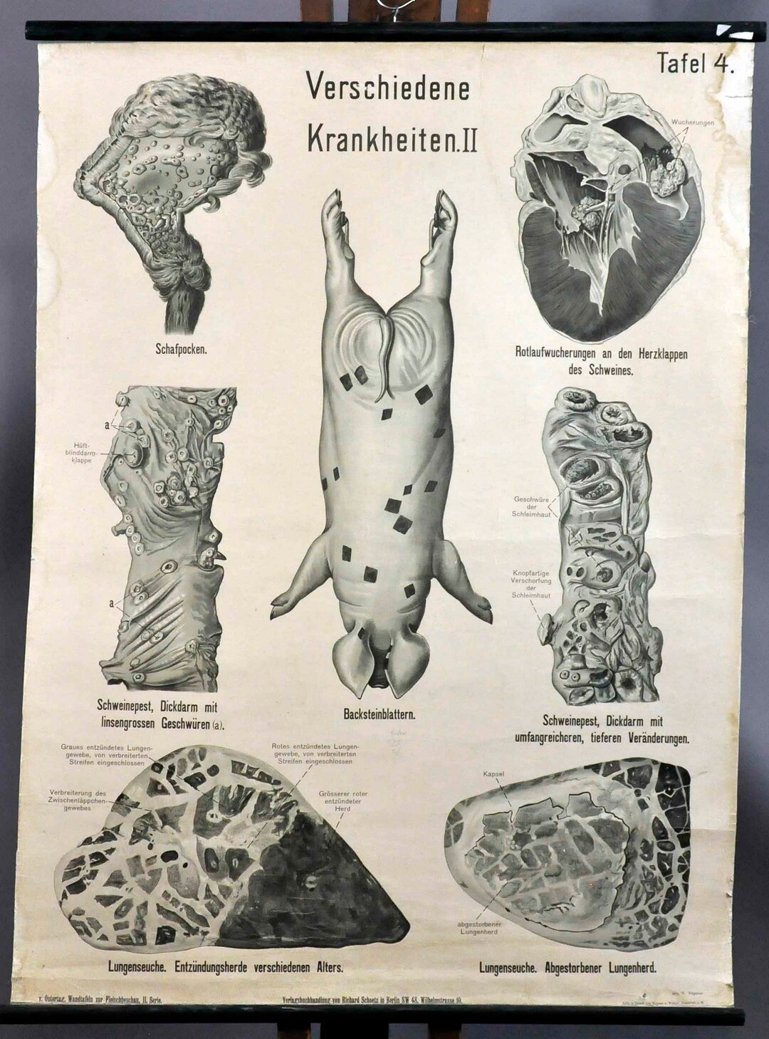 Old Pull-down Veterinarian Wall Chart Meat Inspection - Etsy