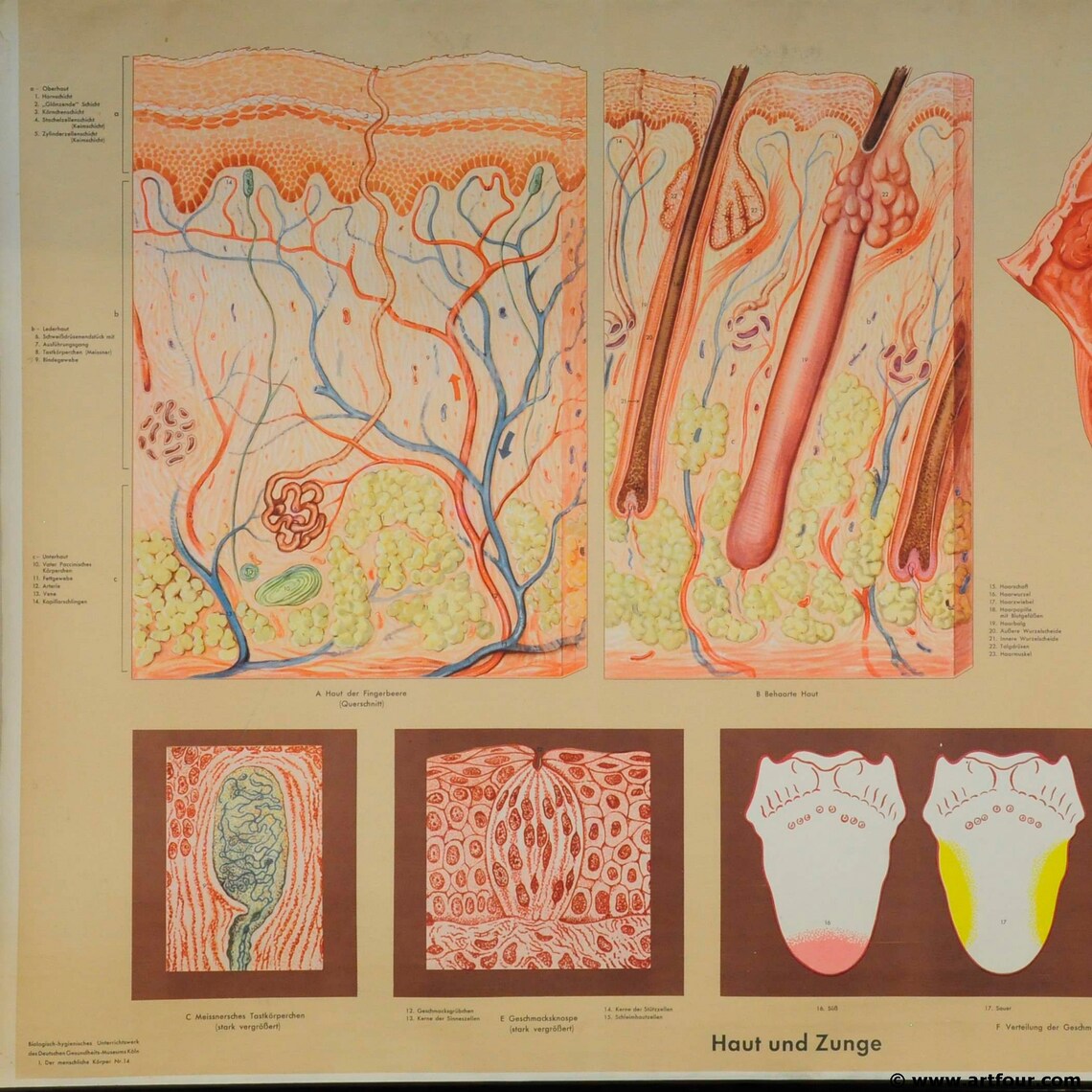 Vintage Pull-down Medical Wall Chart Poster Print Tongue Lingua Skin ...