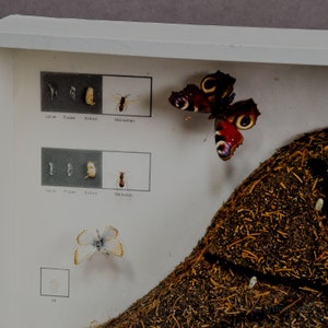 School Teaching Display Anthill of the Red Wood Ant - Etsy