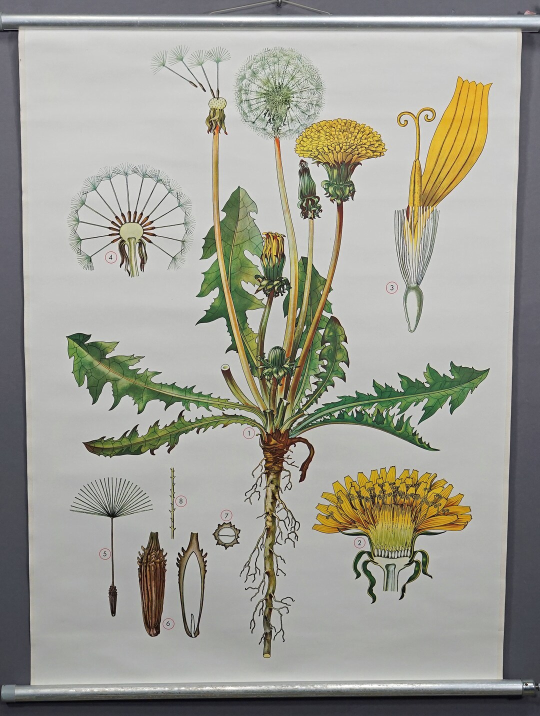 Vintage Botanical Mural Rollable Wall Chart Dandelion Taraxacum - Etsy