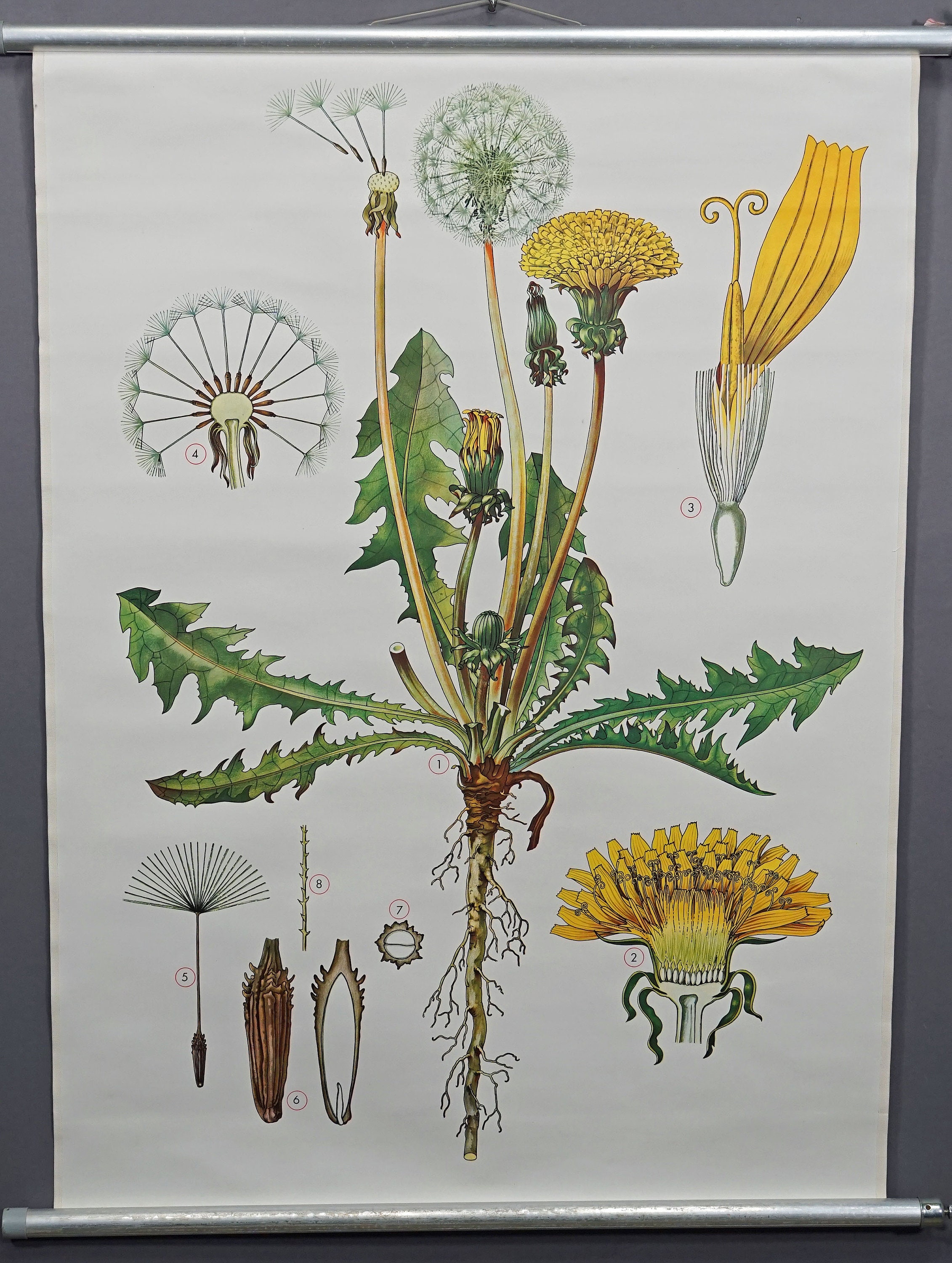 Vintage Botanical Mural Rollable Wall Chart Dandelion Taraxacum - Etsy