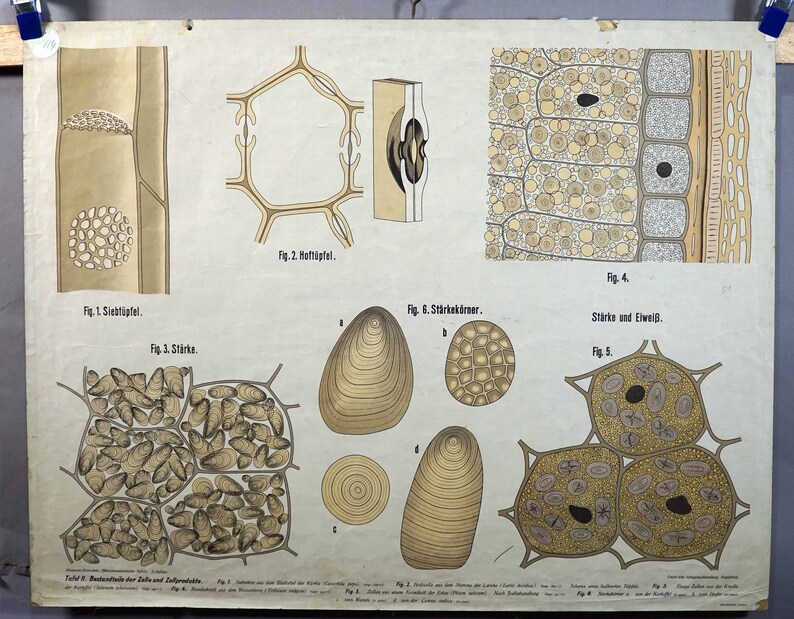 Old Teaching Chart Components of a Cell Cell Products Science - Etsy