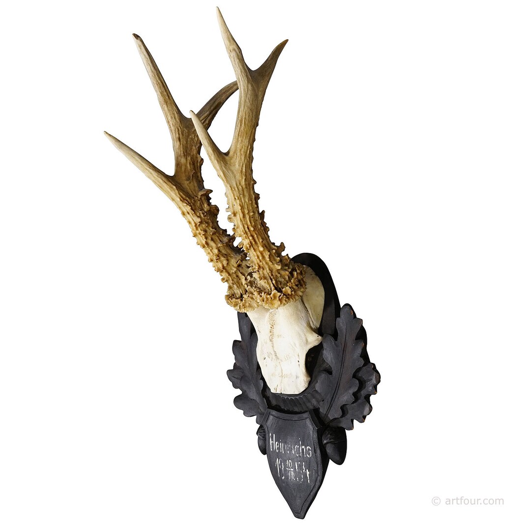 Trofeo grande de corzo de la Selva Negra con placa tallada, 1954 - Etsy ...