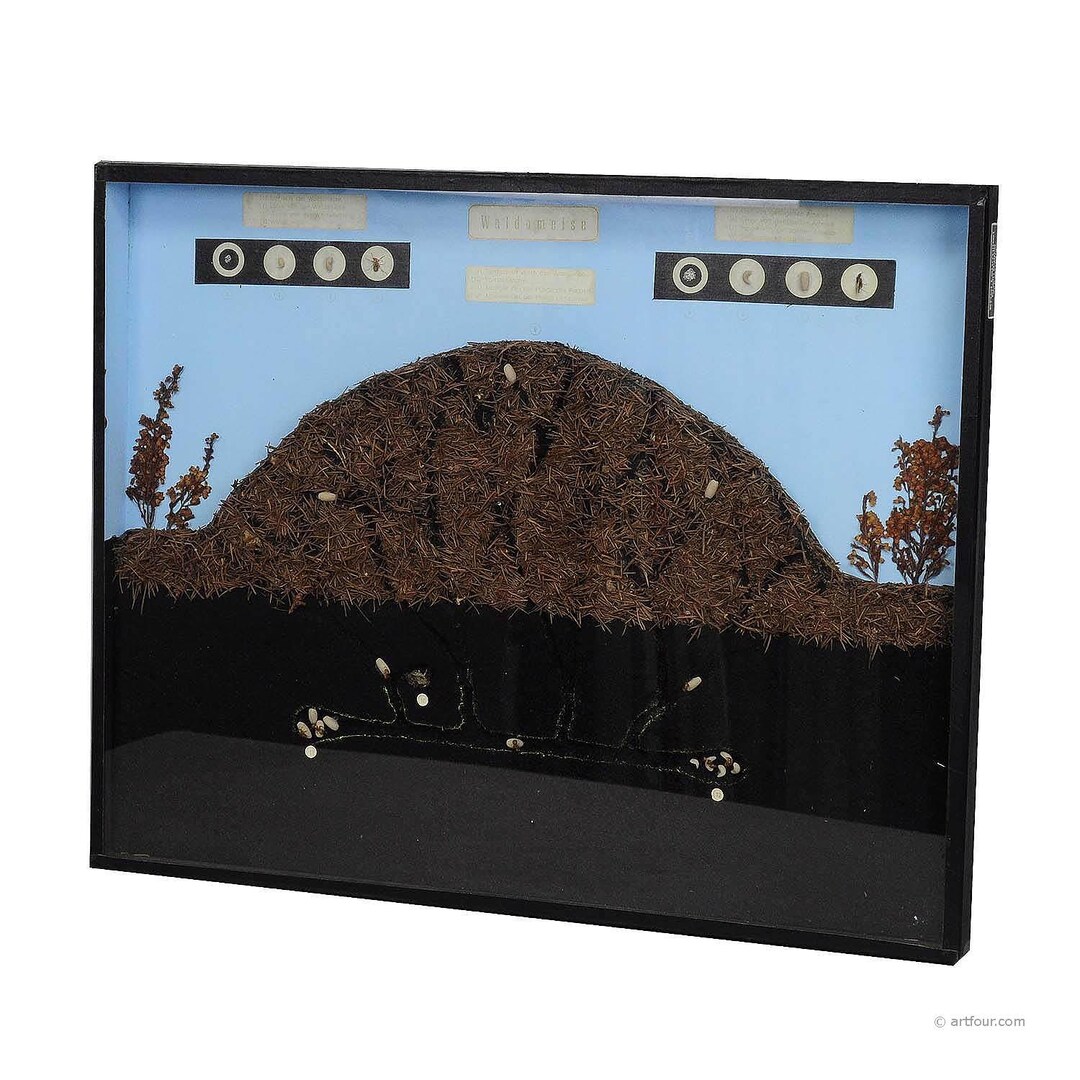School Teaching Display Anthill of the Horse Ant - Etsy