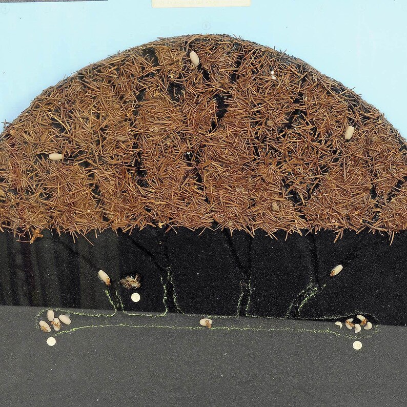 School Teaching Display Anthill of the Horse Ant - Etsy