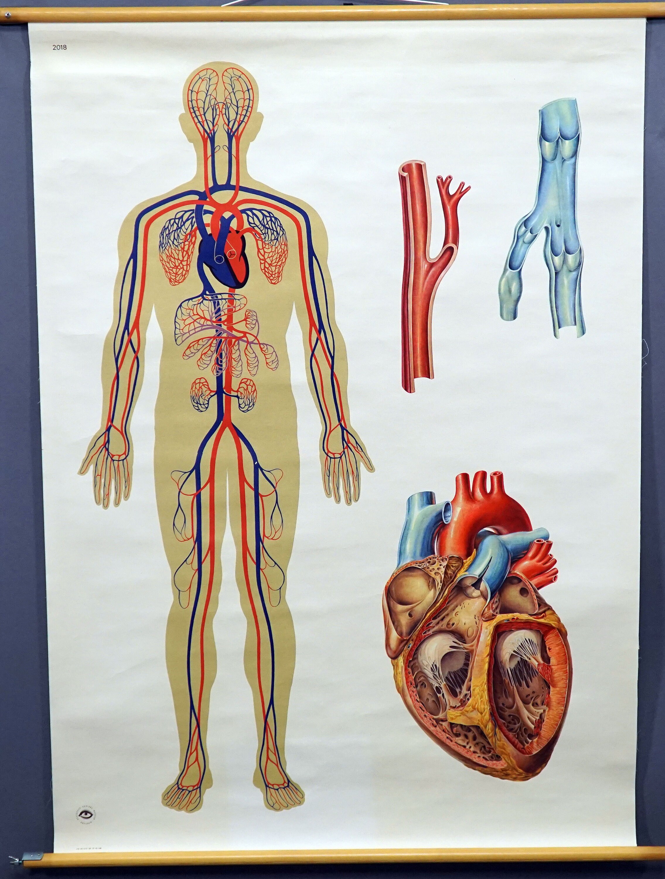 Medical Wallchart Rollable Poster Human Blood Circulation - Etsy