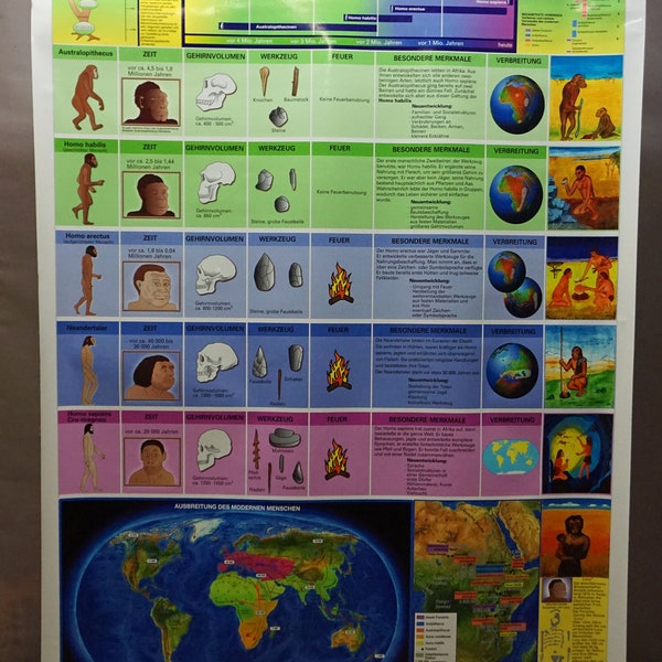 Human Evolution Poster - Etsy