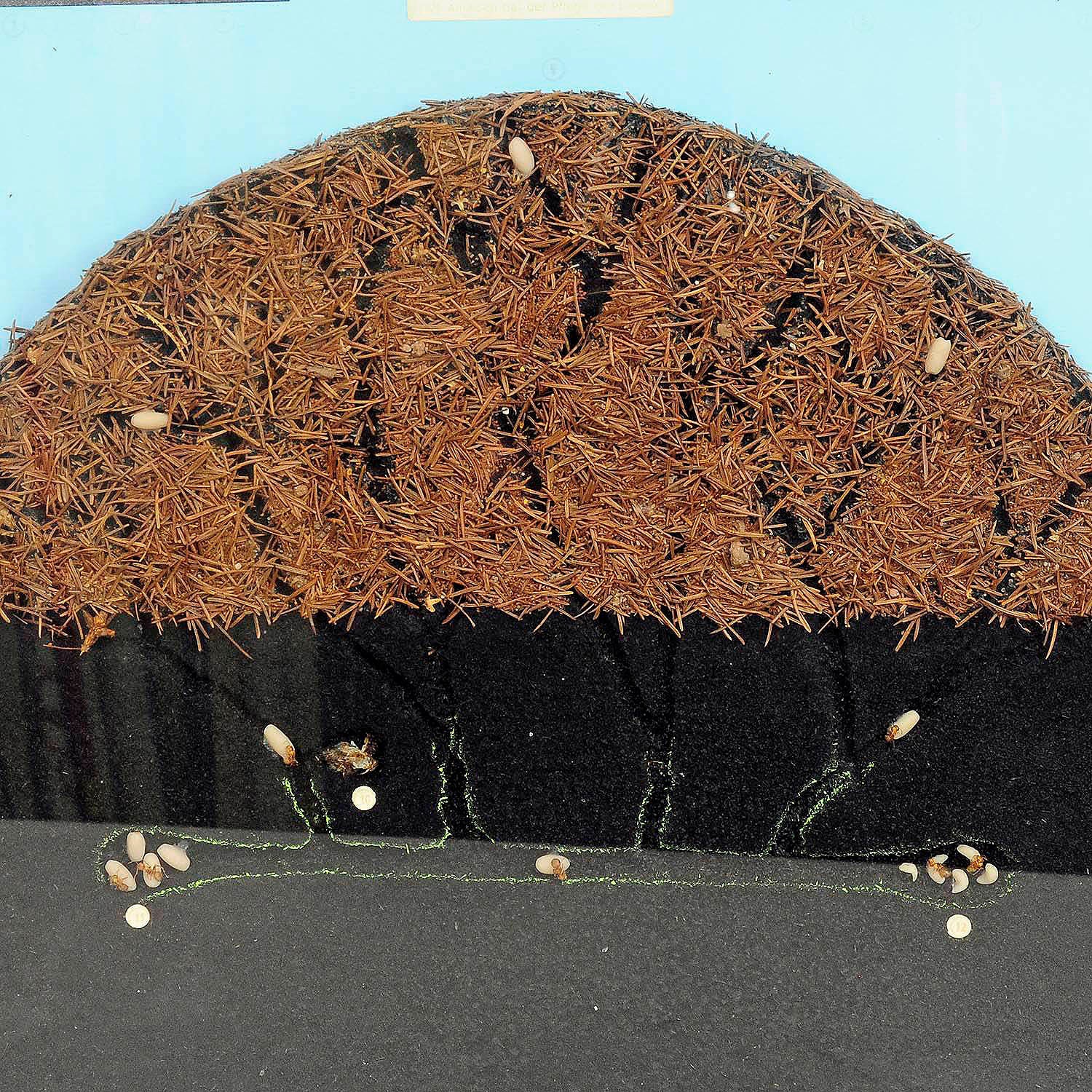 School Teaching Display Anthill of the Horse Ant - Etsy