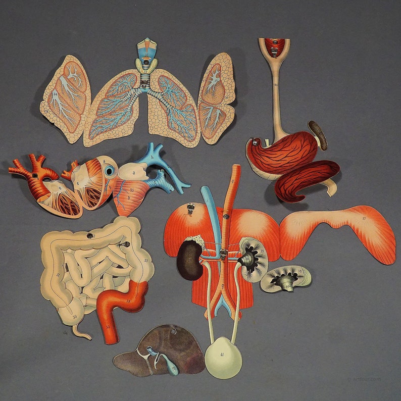 Antique Foldable Anatomical Wall Chart Depicting Human Musculature - Etsy