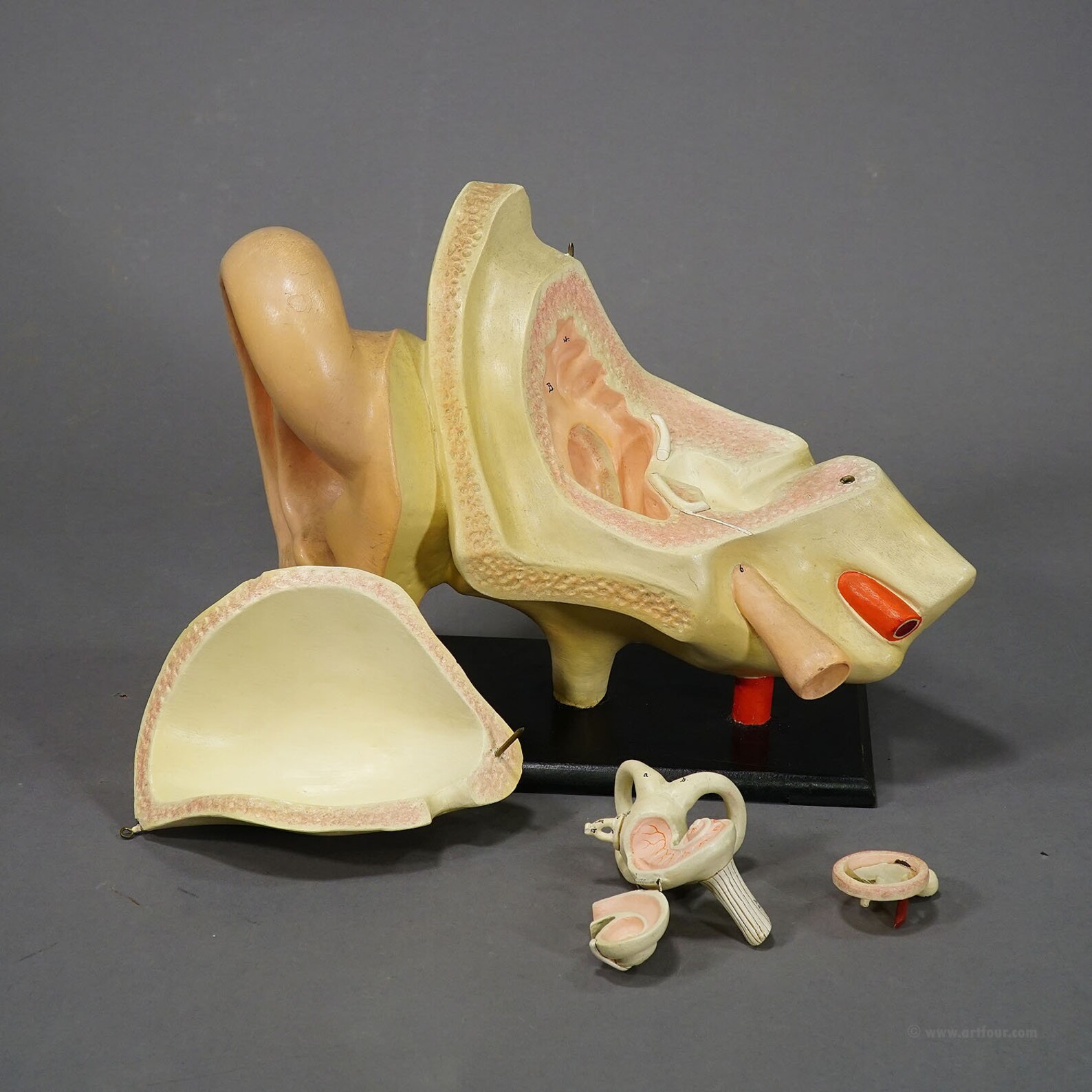 Antique Teaching Aid Modell of an Ear Somso Ca. 1900 - Etsy
