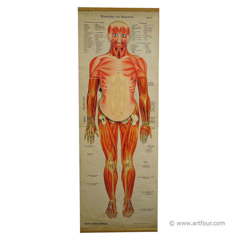 Antique Foldable Anatomical Wall Chart Depicting Human - Etsy