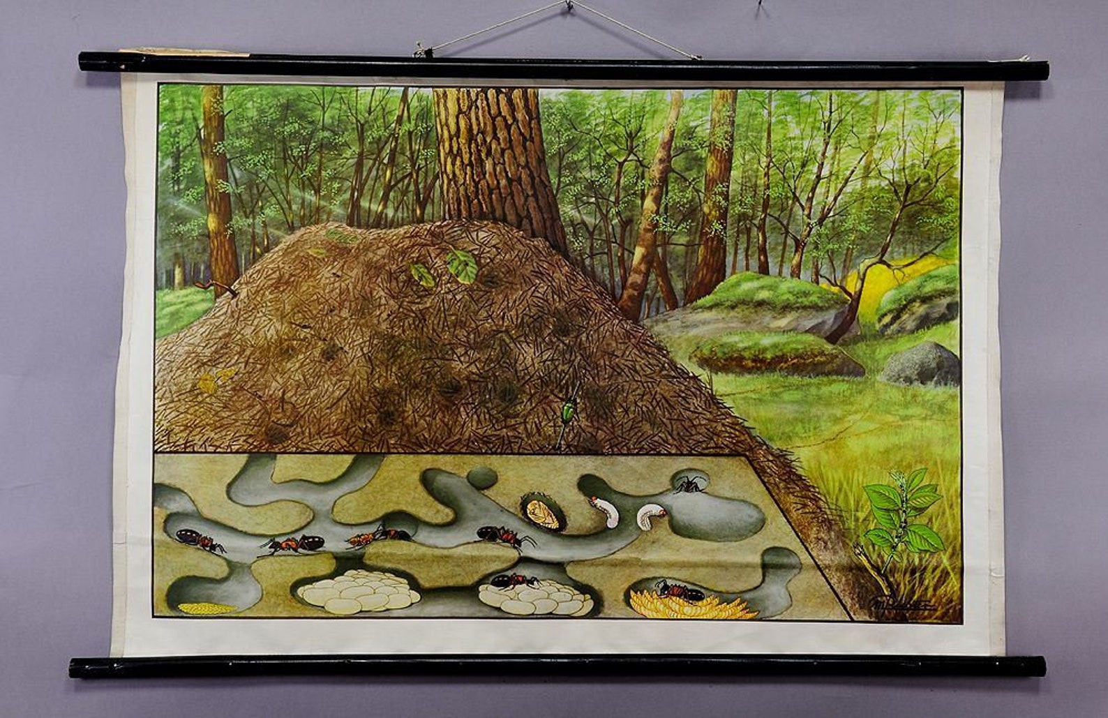 Vintage Poster Pull-downwall Chart Anthill Illustration Inside View ...