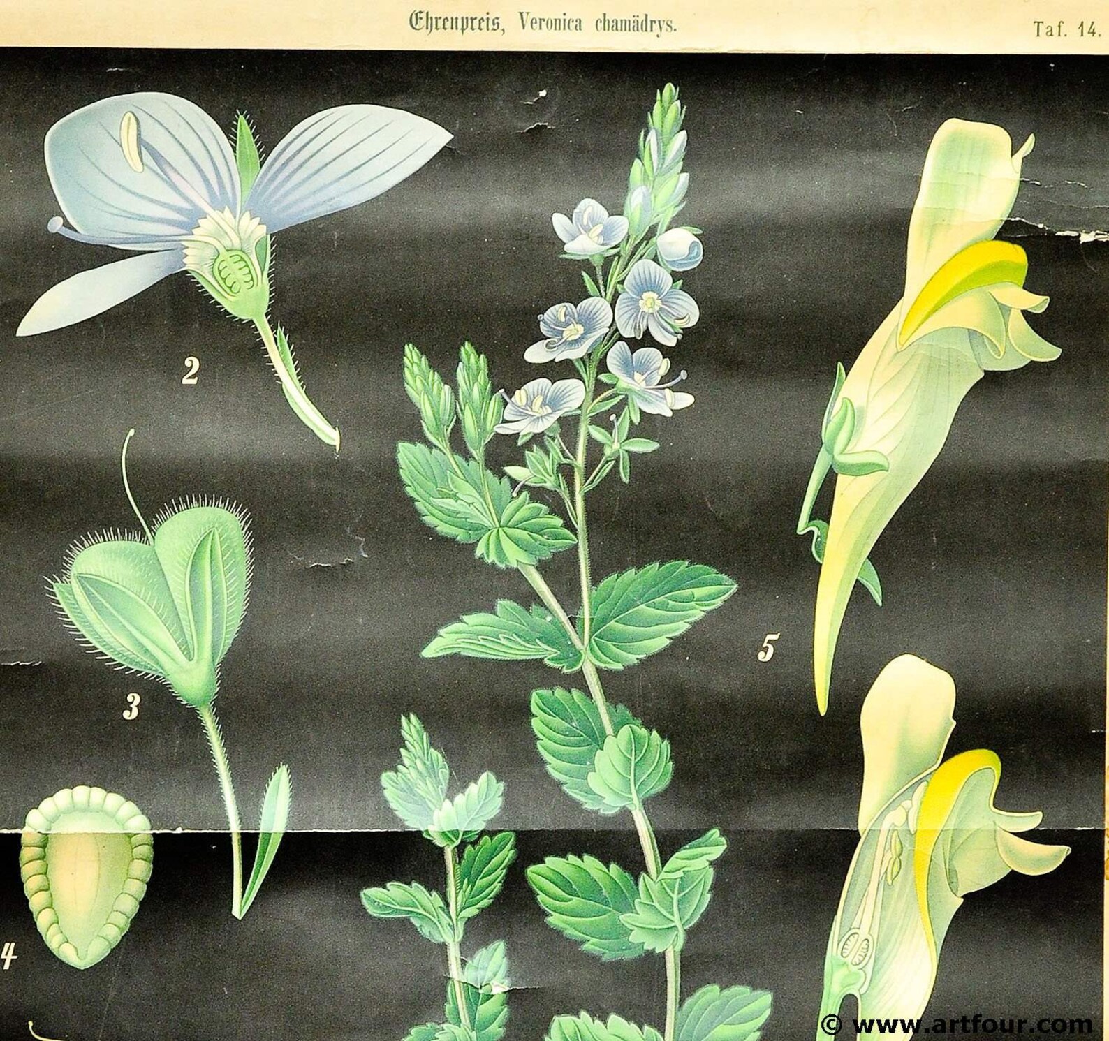 Antique Pull-down Wall Chart Image Life Cycle of the Speedwell Flora ...
