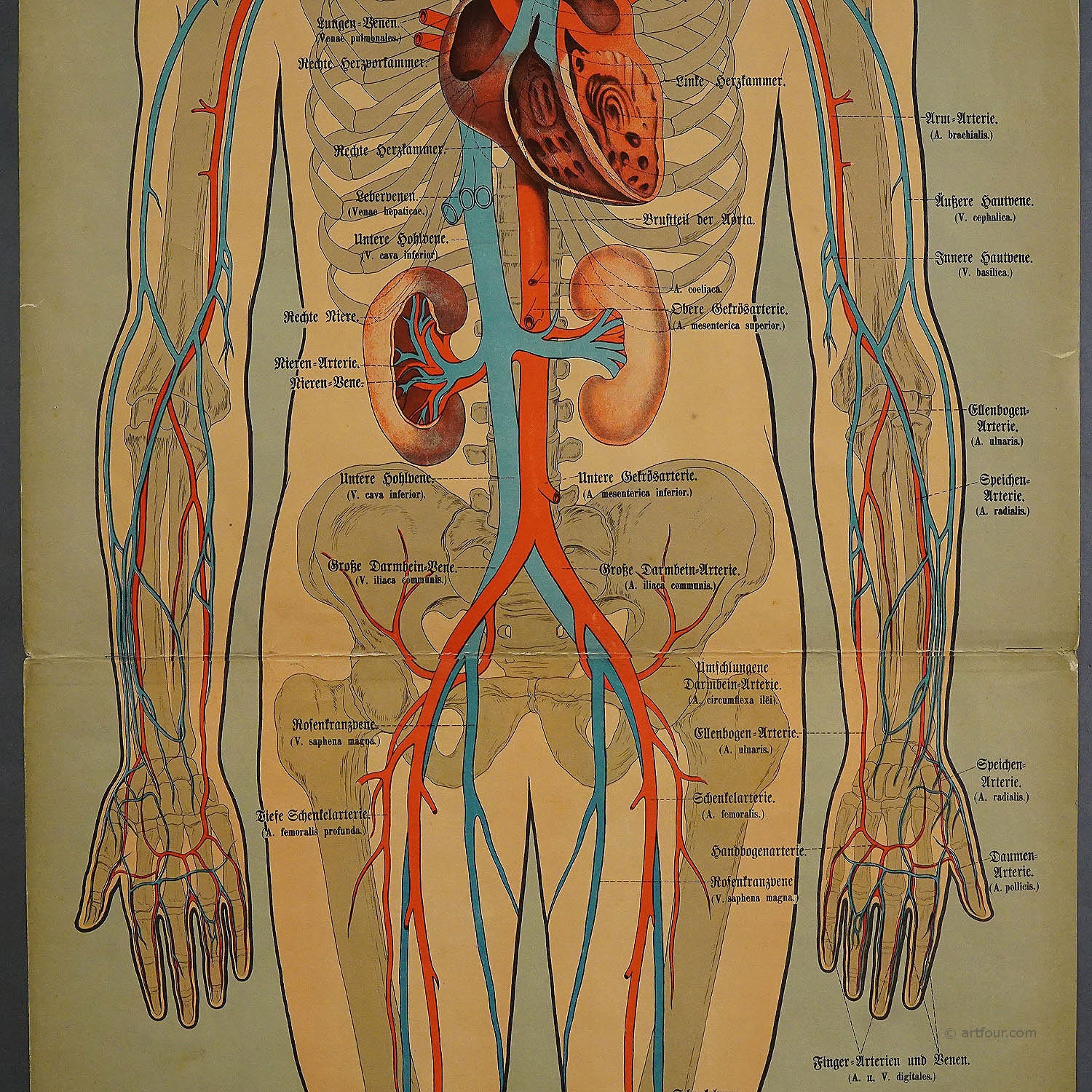 Anatomical Wall Chart Depicting the Human Lymphatic and Blood Vessels ...