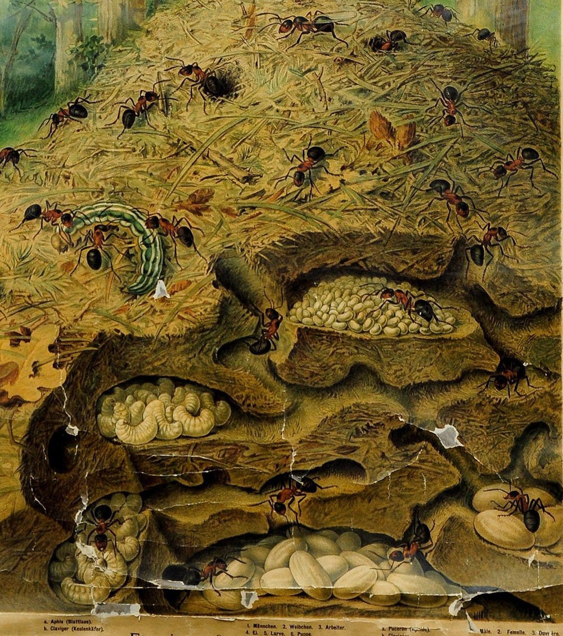 Antique Pull-down Wall Chart Illustration of an Anthill With Its ...